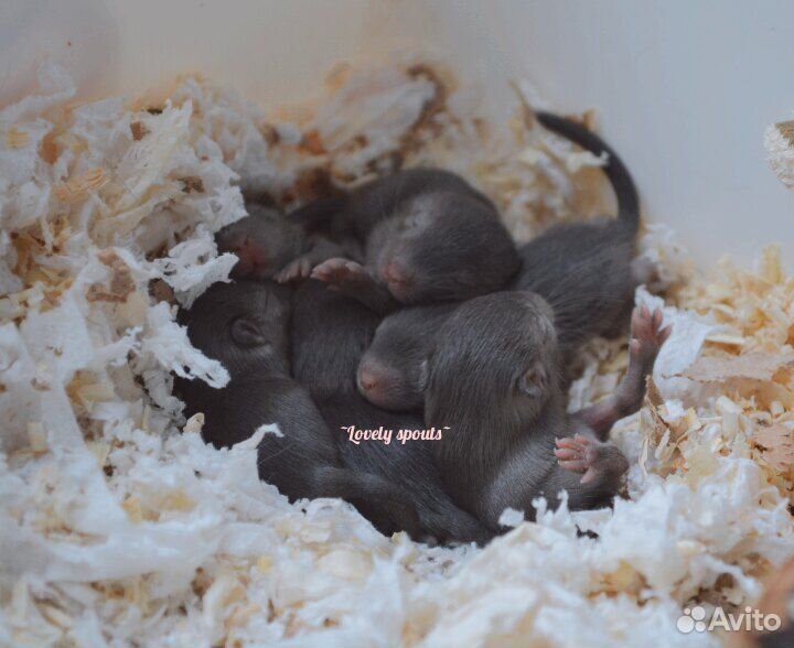 Монгольские песчанки