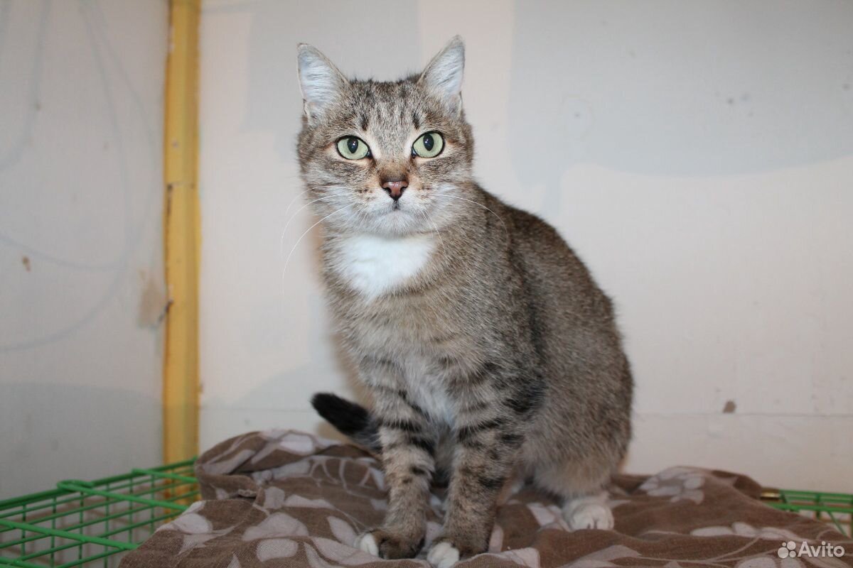 Ищет дом кошечка Алая