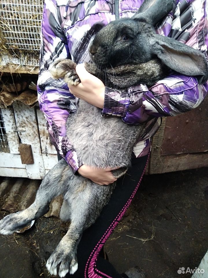 Крольчата
