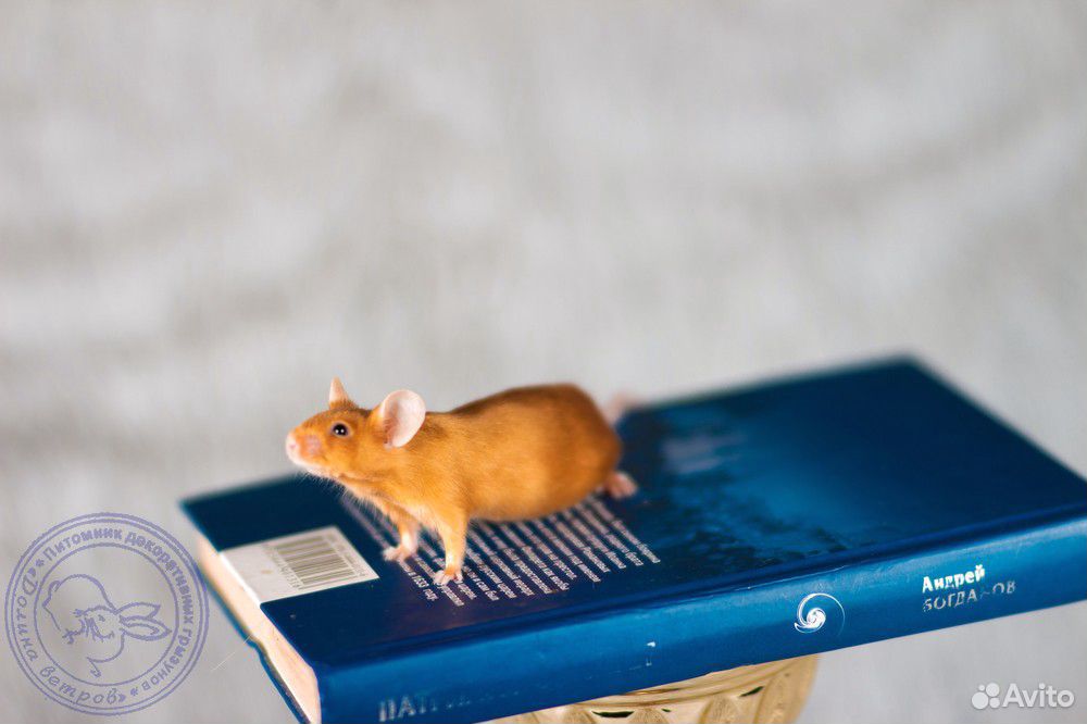 Декоративная мышь сатин, красный