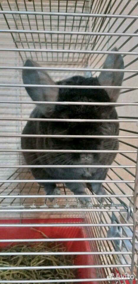 Шиншила с клеткой