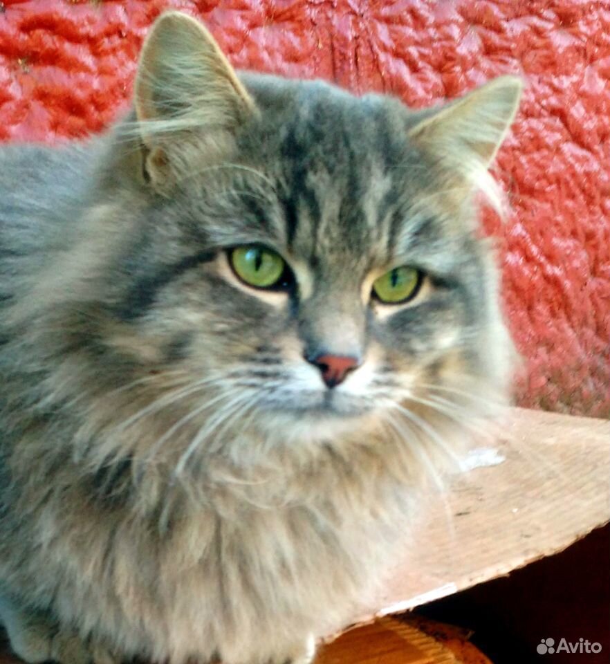 Котя - ласковый пушистик