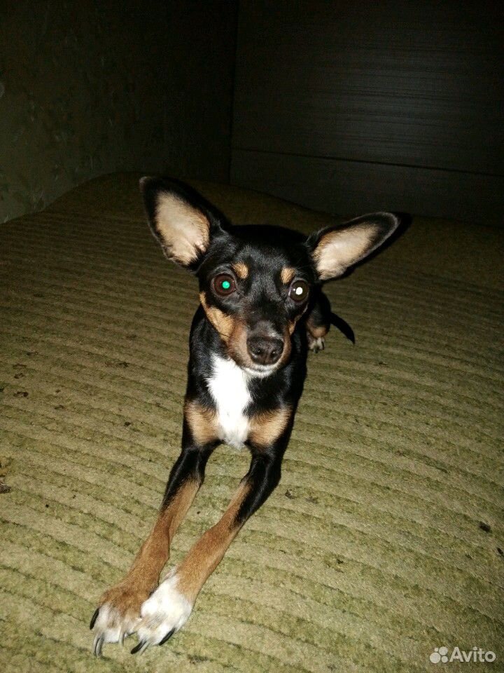 Девочка той терьер