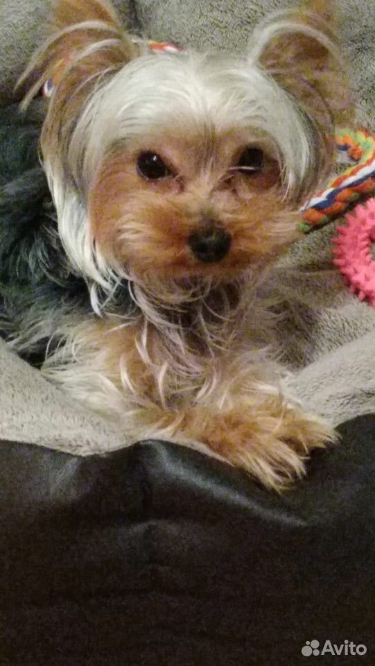 Вязка Йоркширский терьер-мини