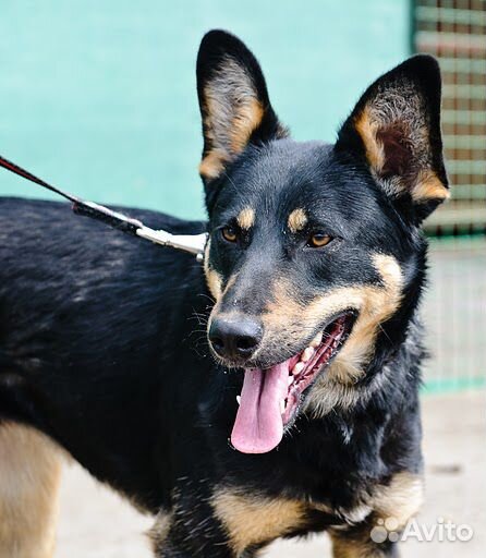 Миниовчарочка Дарлинг 5 лет в дар собака из приют