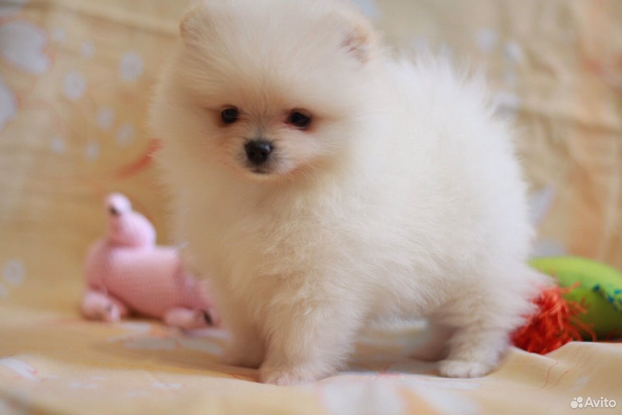 Кремашы-малыши