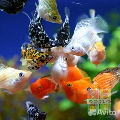 Моллинезия баллон