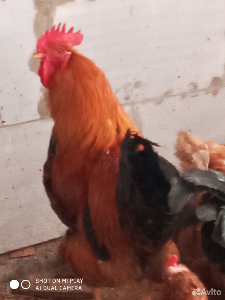 Петухи кученские юбилейные