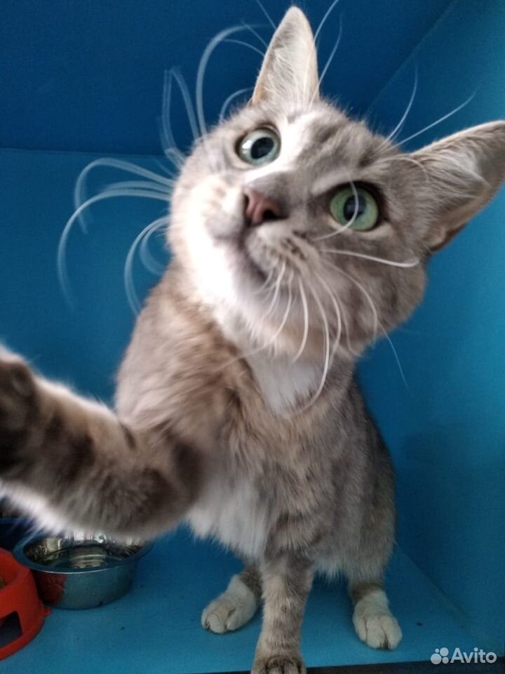 Удивительная умница-ласкуша-красавица Маруся в дар