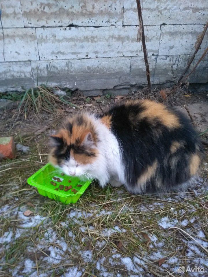 Кошка Яночка