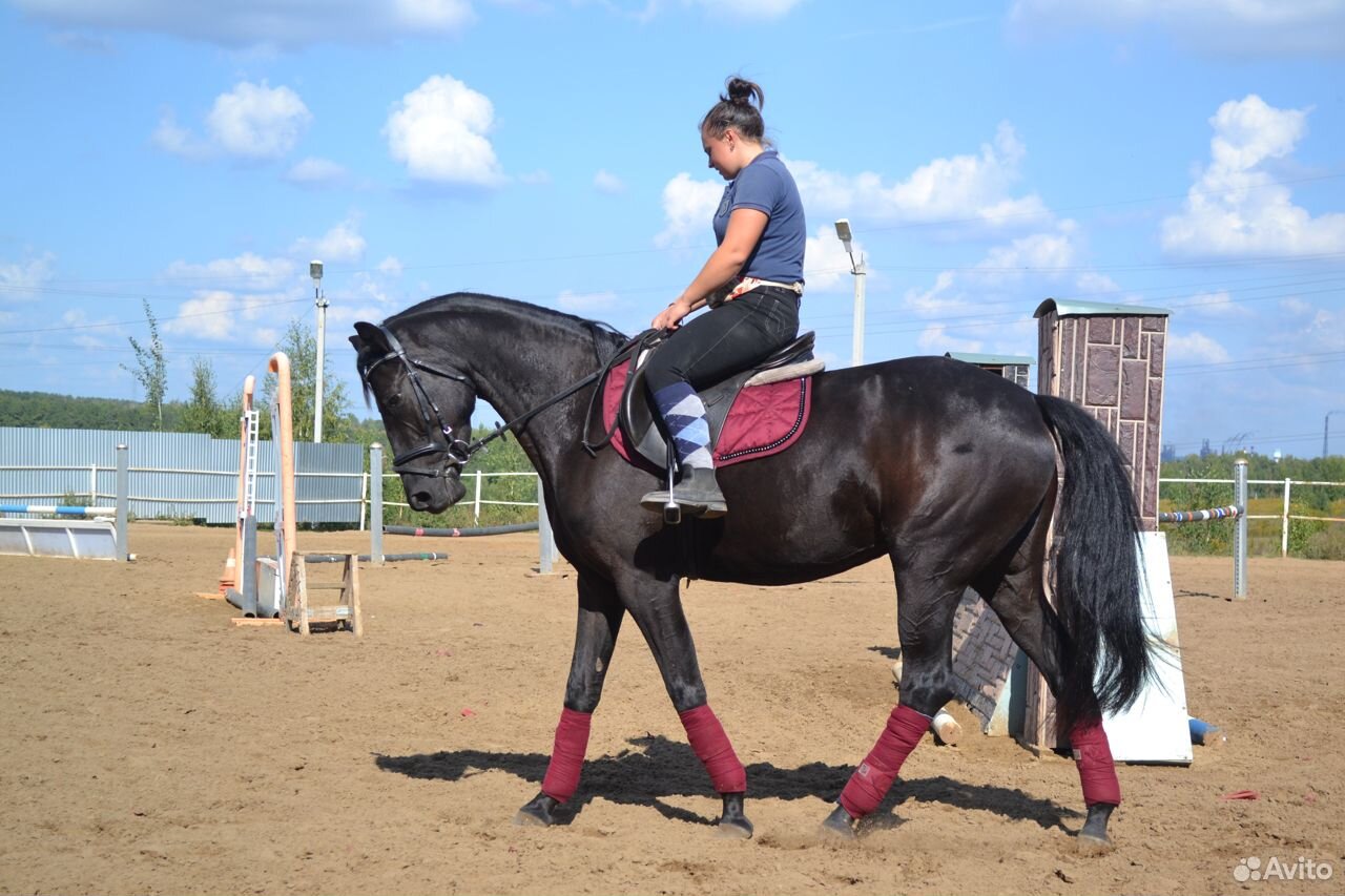 Кобыла Русская верховая