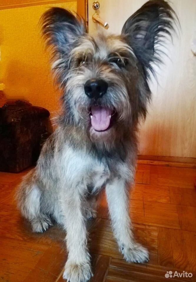 Шикарный бородатик песель ищет дом