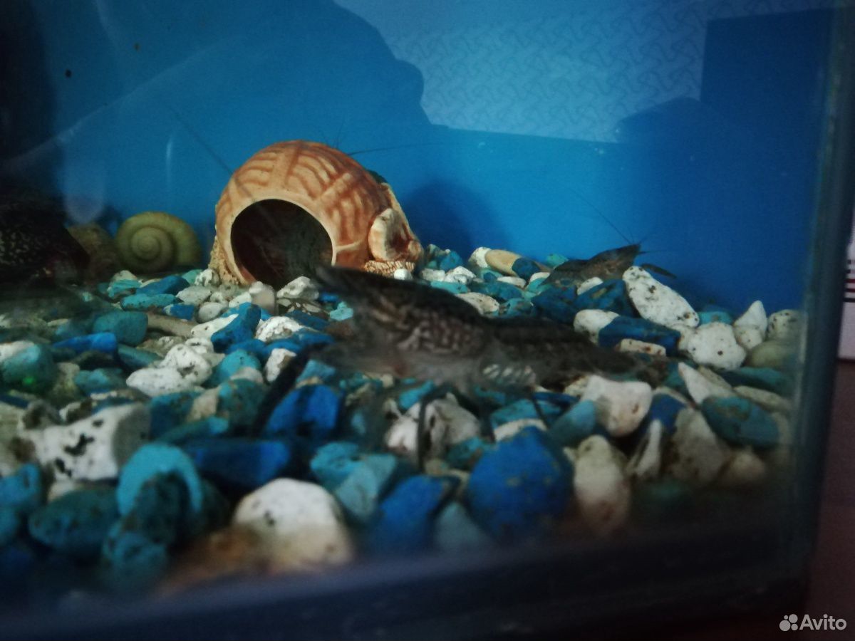 Голубой кубинский рак