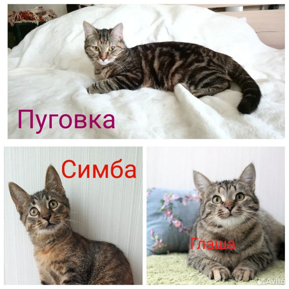 Кому чудесных полосатых красавиц