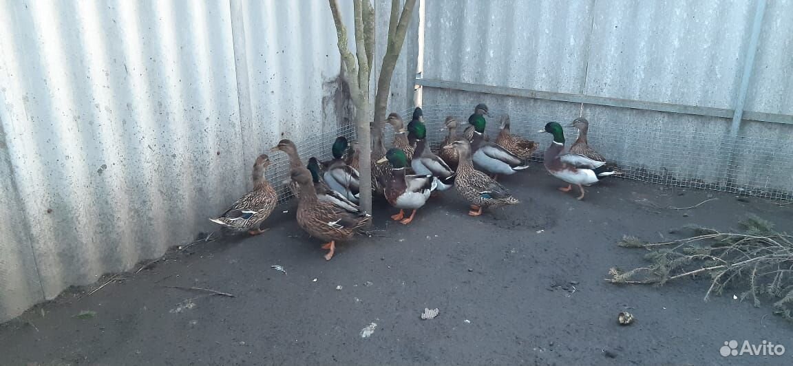 Продам подсадных уток