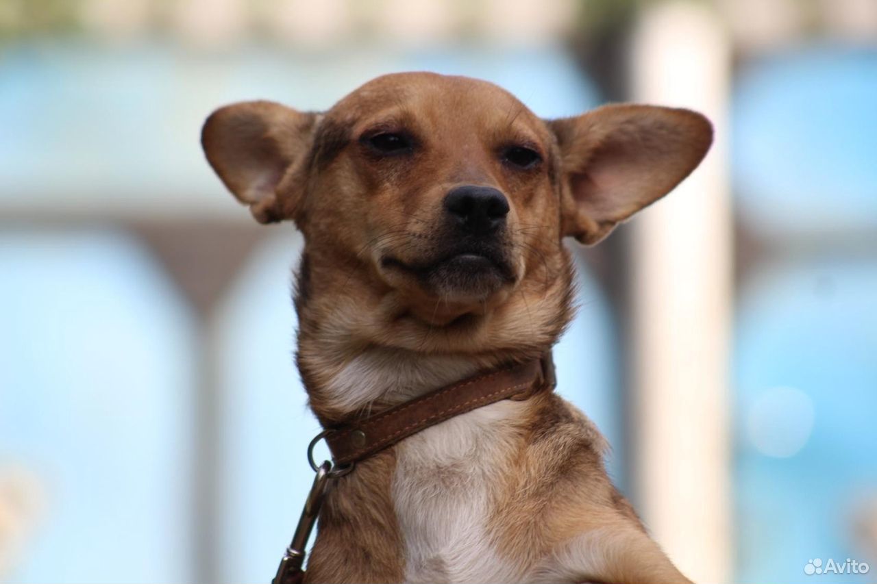 Ищет дом мелкий песик Тим