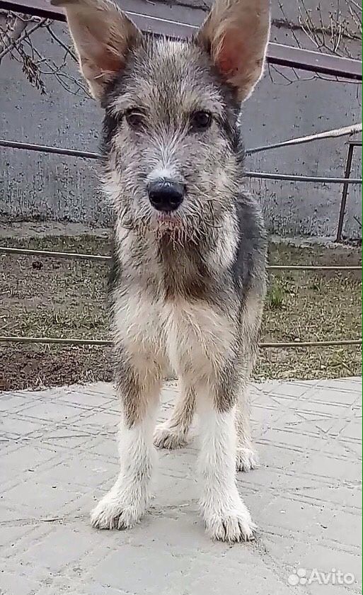 Щенок Метис по имени Маркус