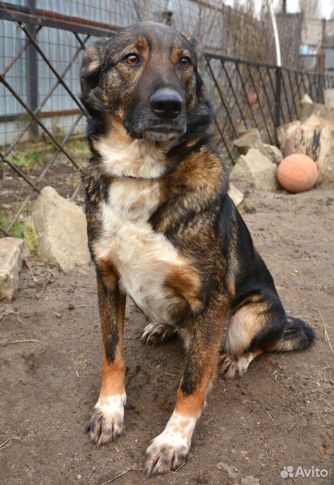 Тимоша ищет дом