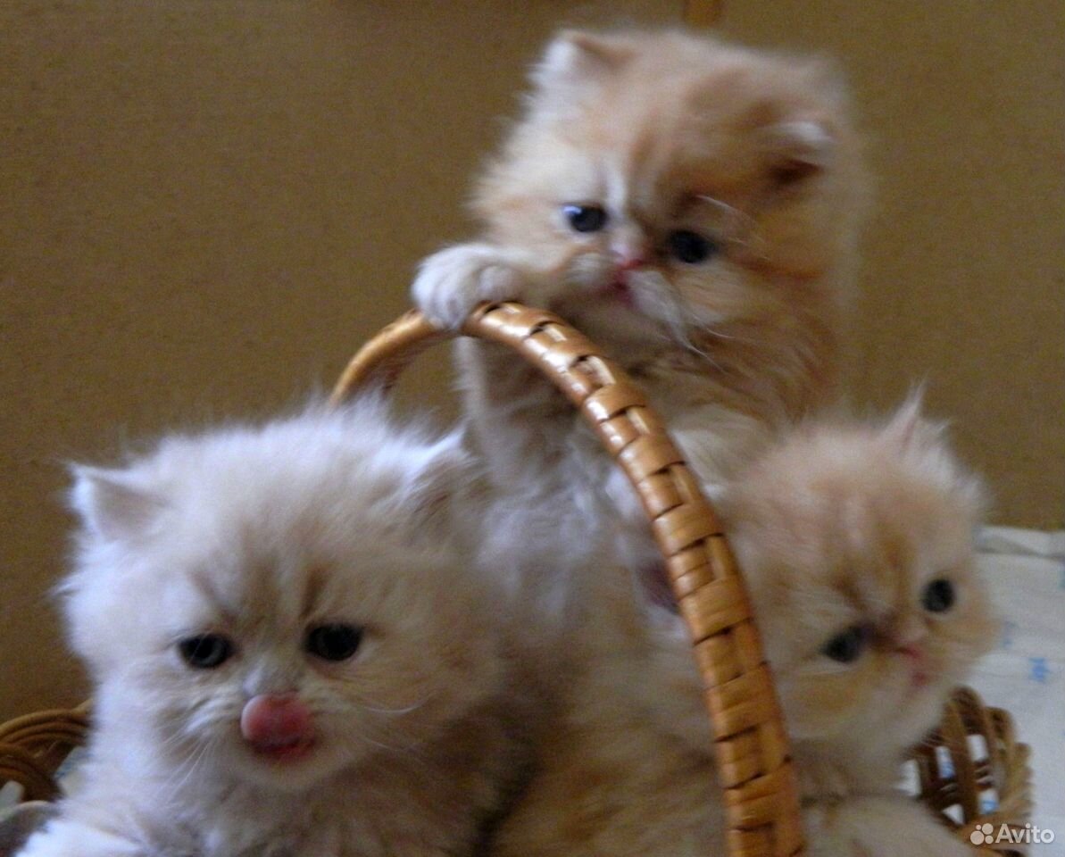 Персидские котики