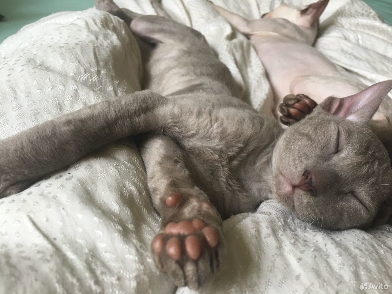 Котята корнишата