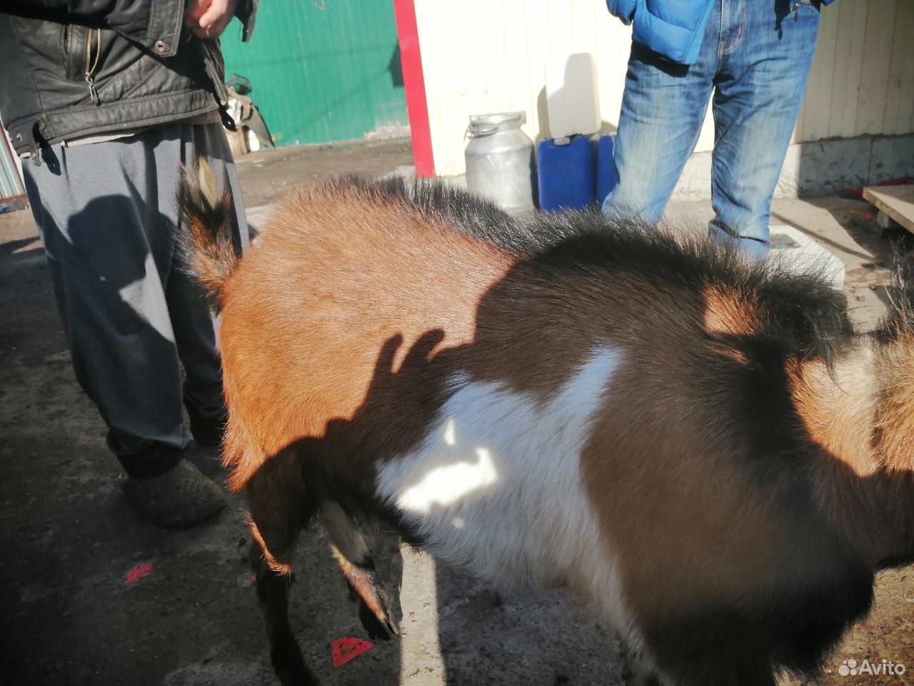 Продам козла