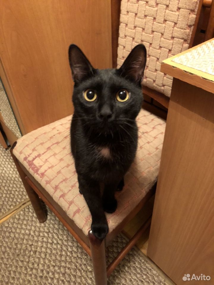Котёнок Гучи