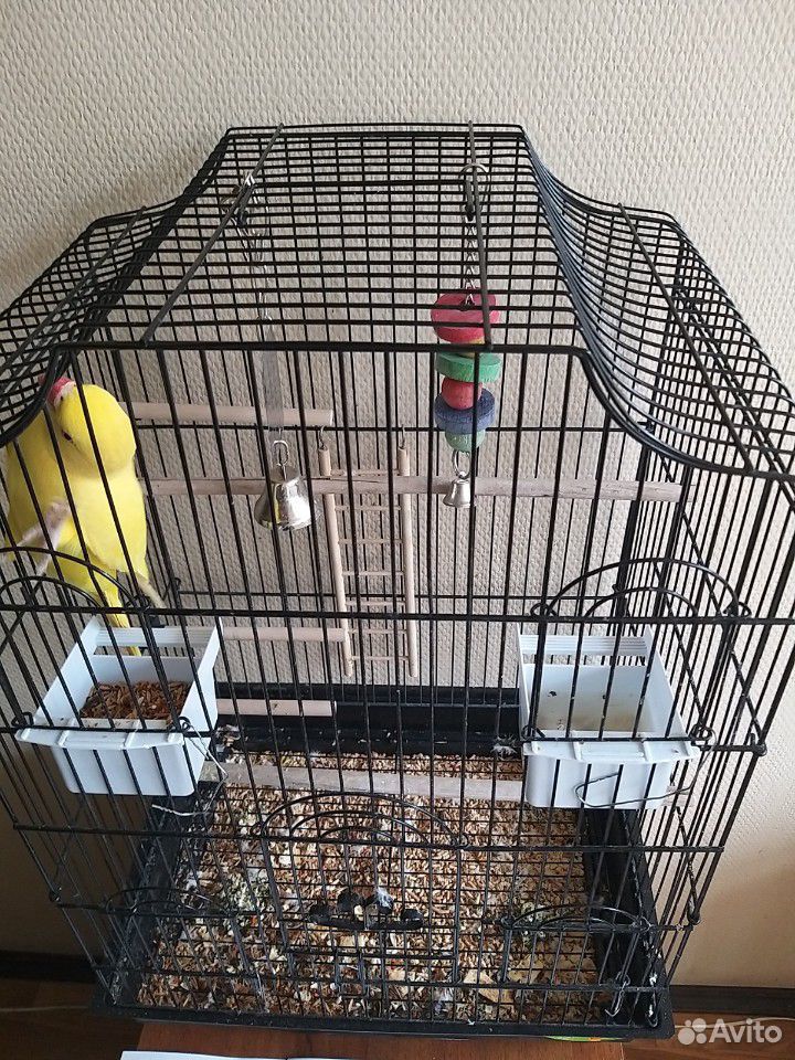 Попугай ожереловый