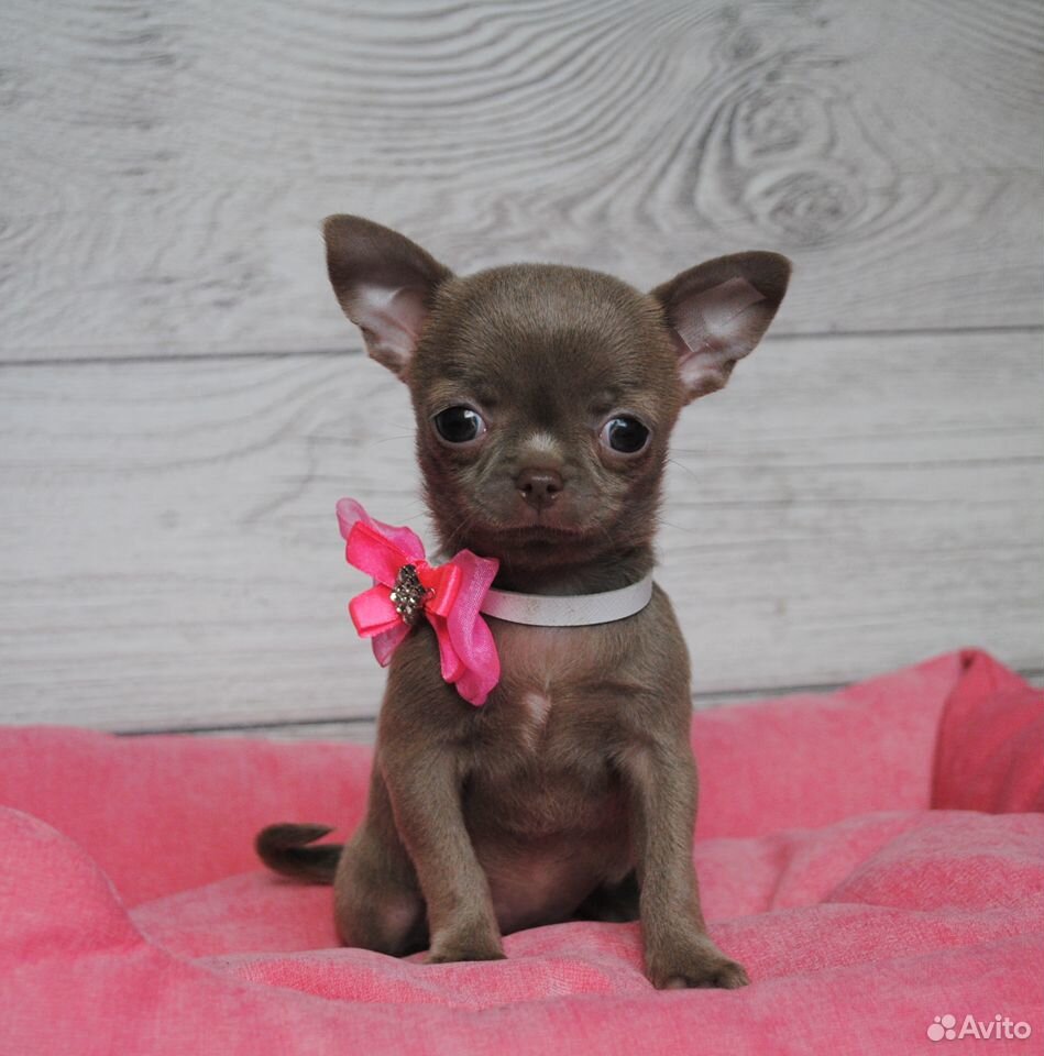 Черничная Леди, мини, есть доставка