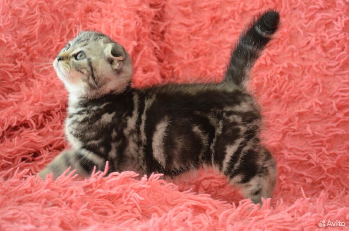Шотландские котята Шикарные