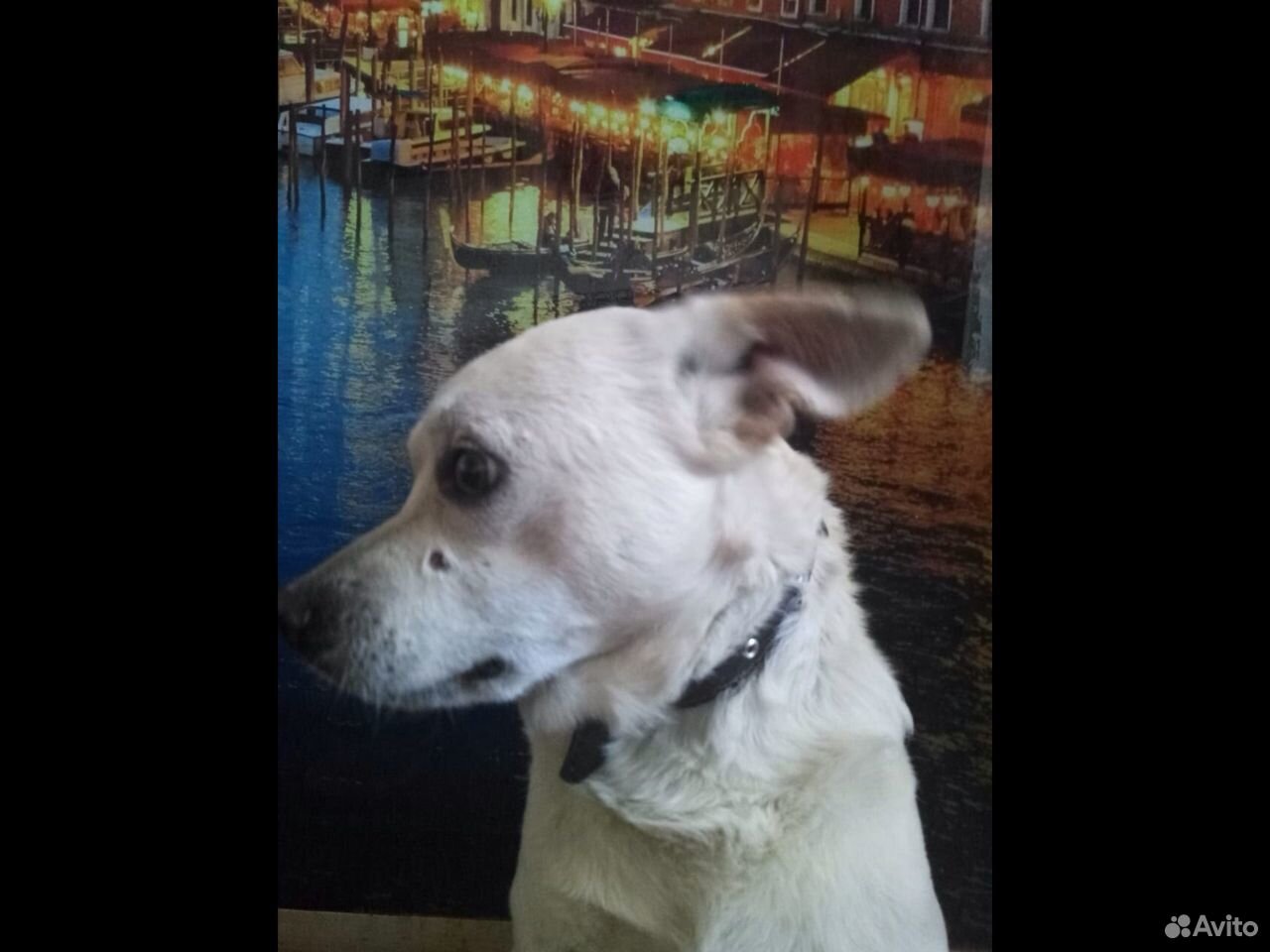 Небольшой пёсик Крош ищет дом