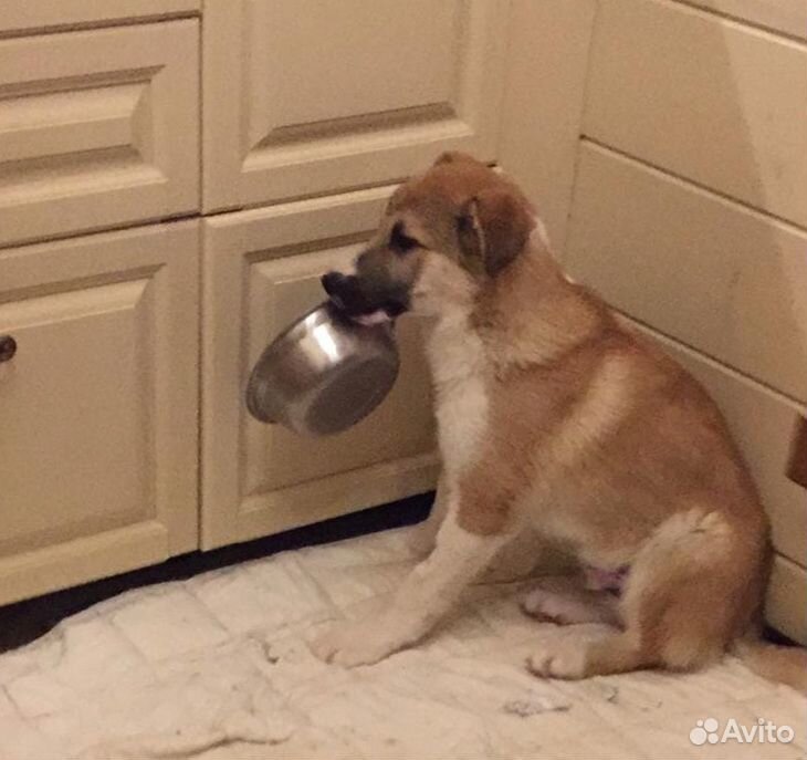 Симпатичные и похожие на медвежат щенки