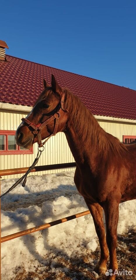 Жеребец Табунный 6 лет Кустанаец