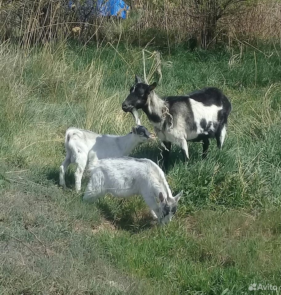 Продаются в селе Бешпагир дойные козы с козлятами