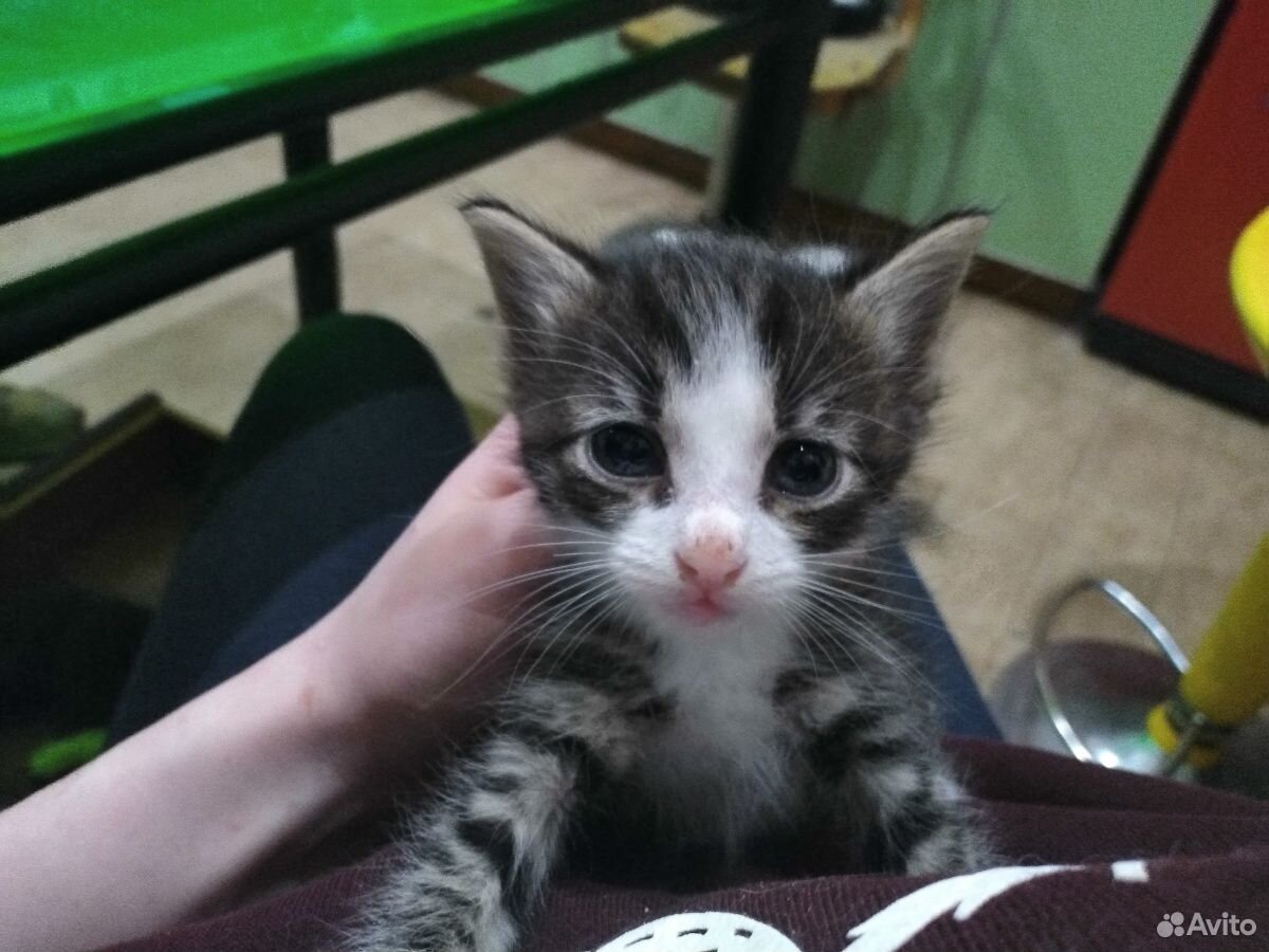 Котенок 1 месяц. Девочка Элли. Бесплатно