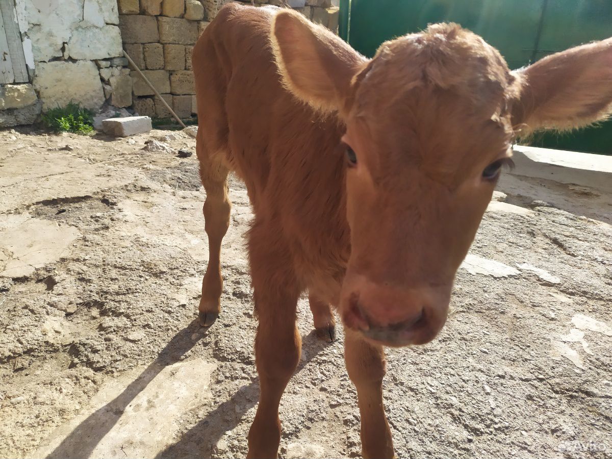 Теленок недельный