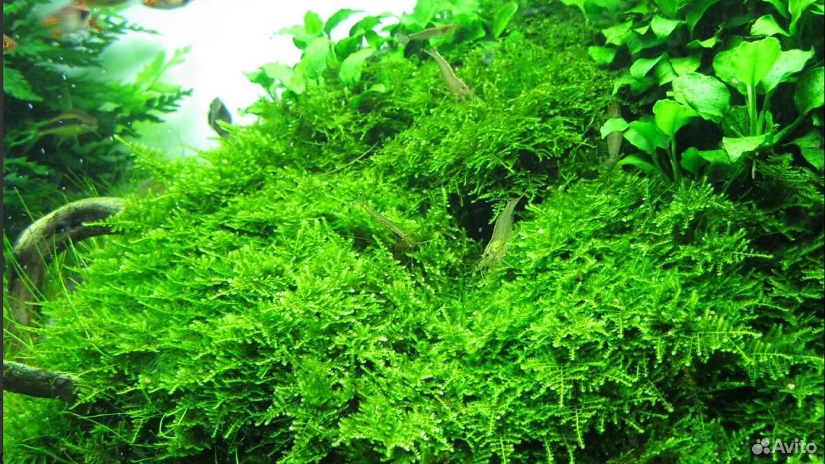 Мох рождественский