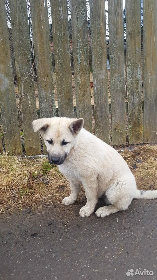 Щенок (мальчик, 2.5 месяца) в добрые руки
