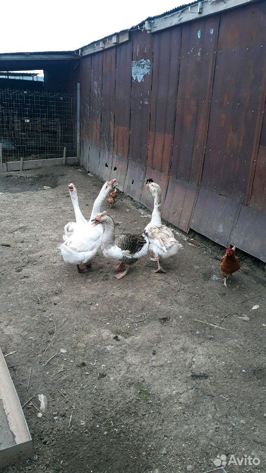 Гусь холмогоры