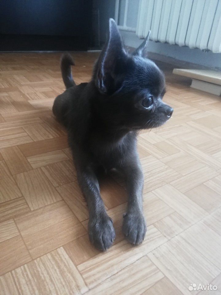 Чихуахуа