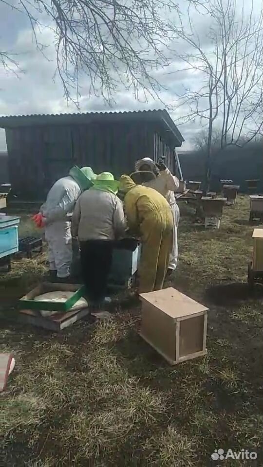 Улей. пчелосемья. пчелопакет