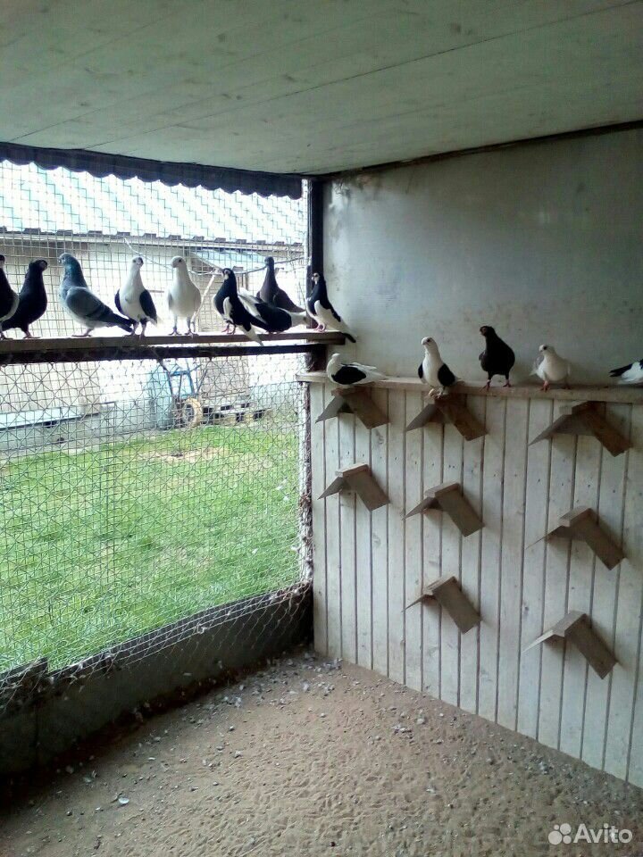 Голуби Чайки немецкие