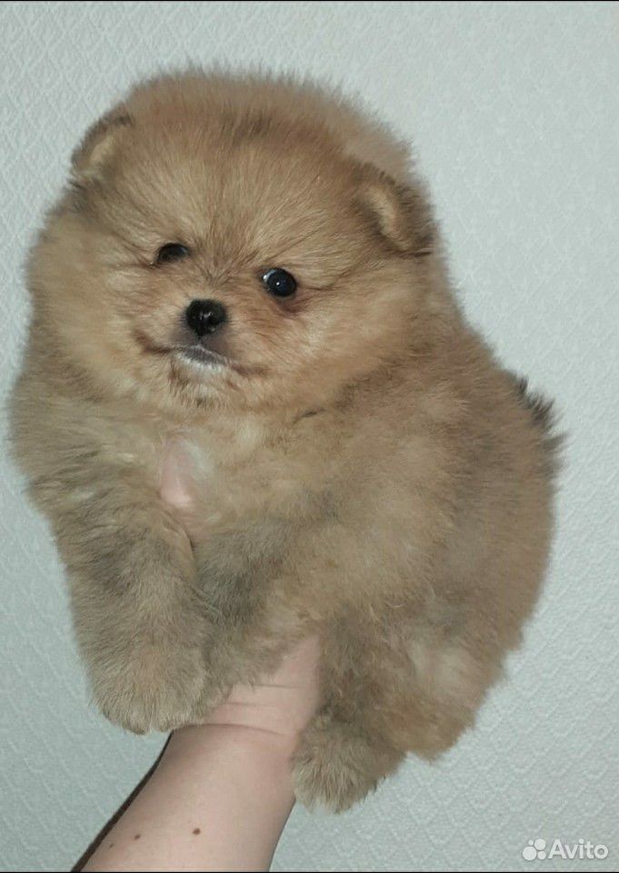 Щенки померанского шпица