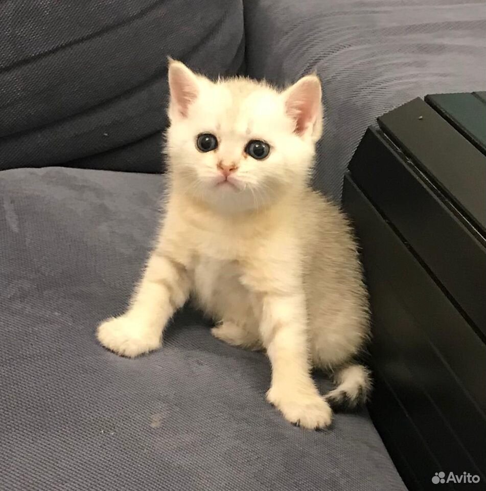 Шотландцы котята