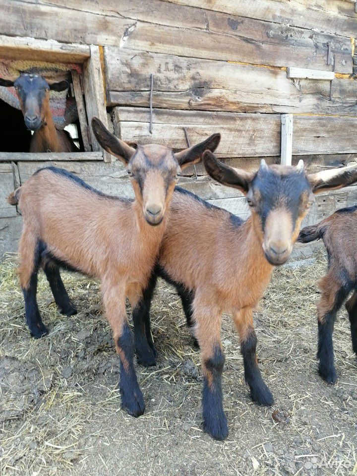 Коза чешская