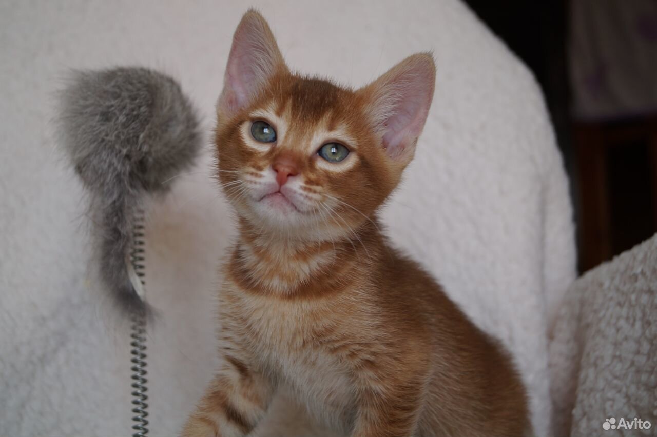 Гибридный котик