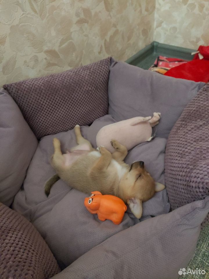 Продаётся прекрасная девочка