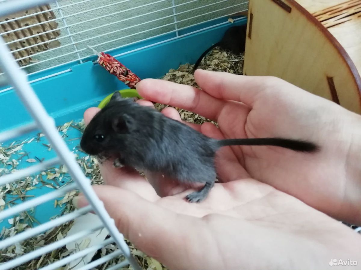 Песчанка