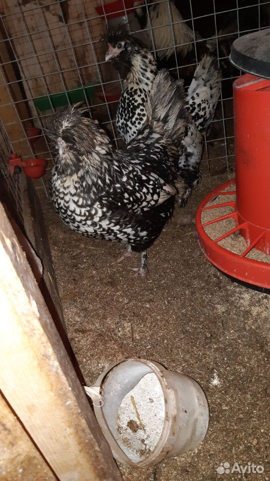 Павловские куры