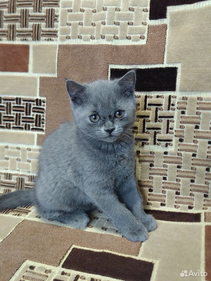 Котенок британец