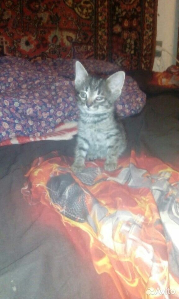 Кошка